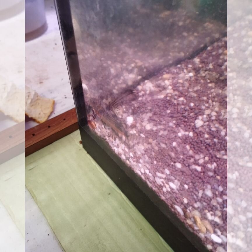 Аквариумные рыбки сомики