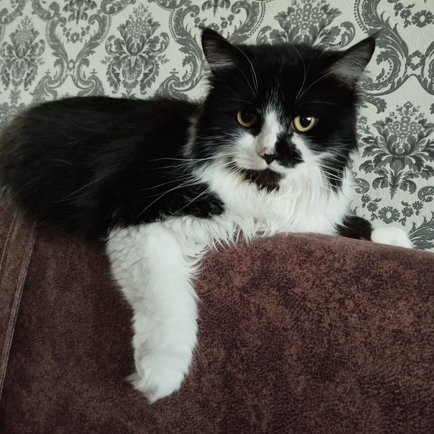 Кошка бесплатно