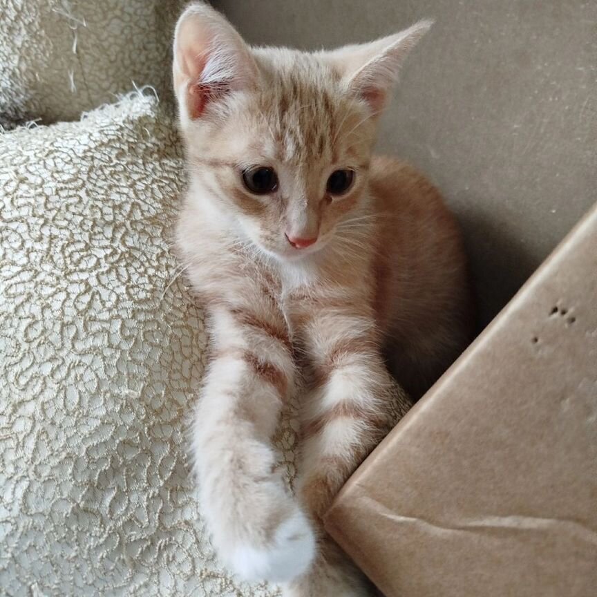 Солнечный котик