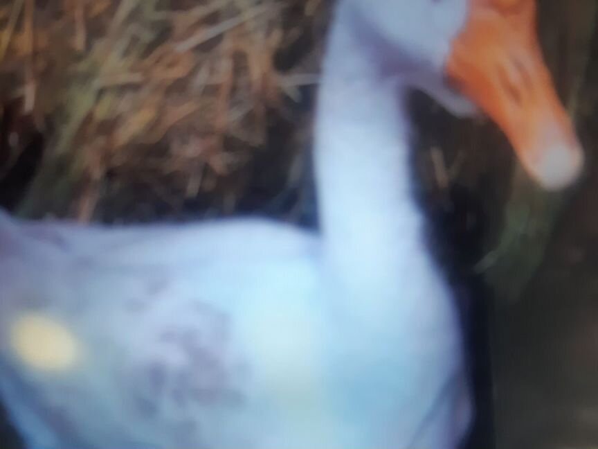 Гуси и другая птица