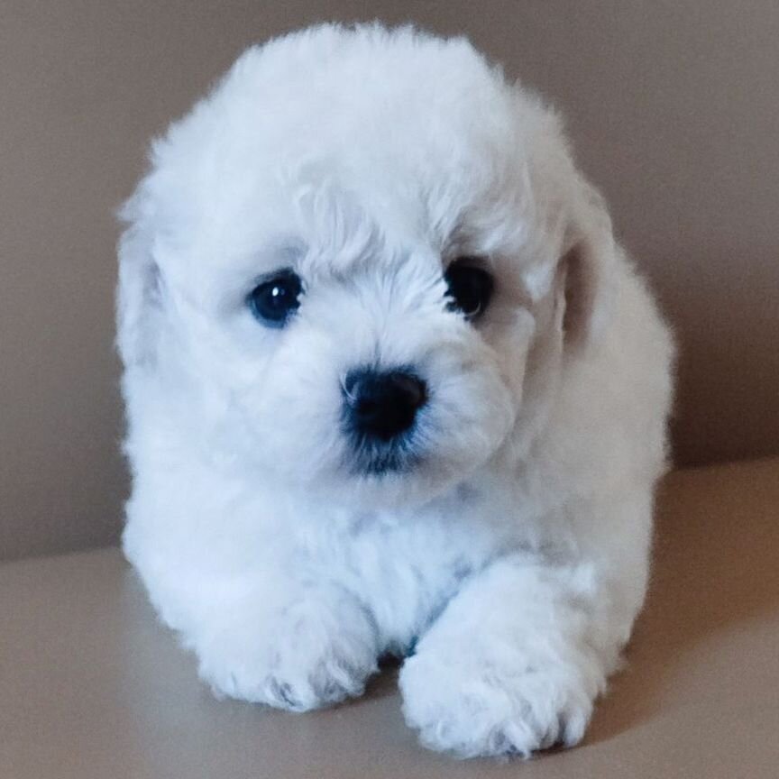 Самые красивые бишончики