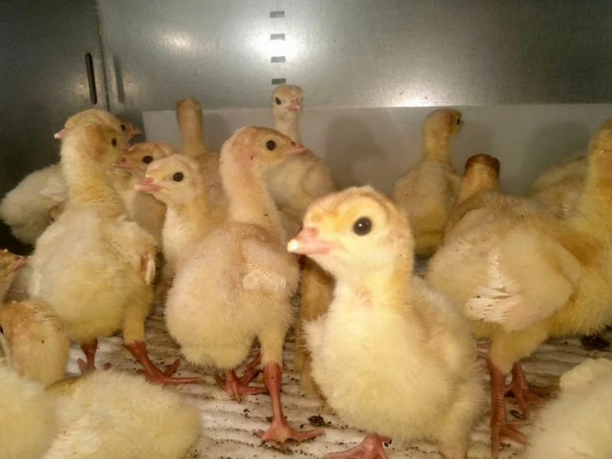 Индюшата Хайбрид Конвертер Канада