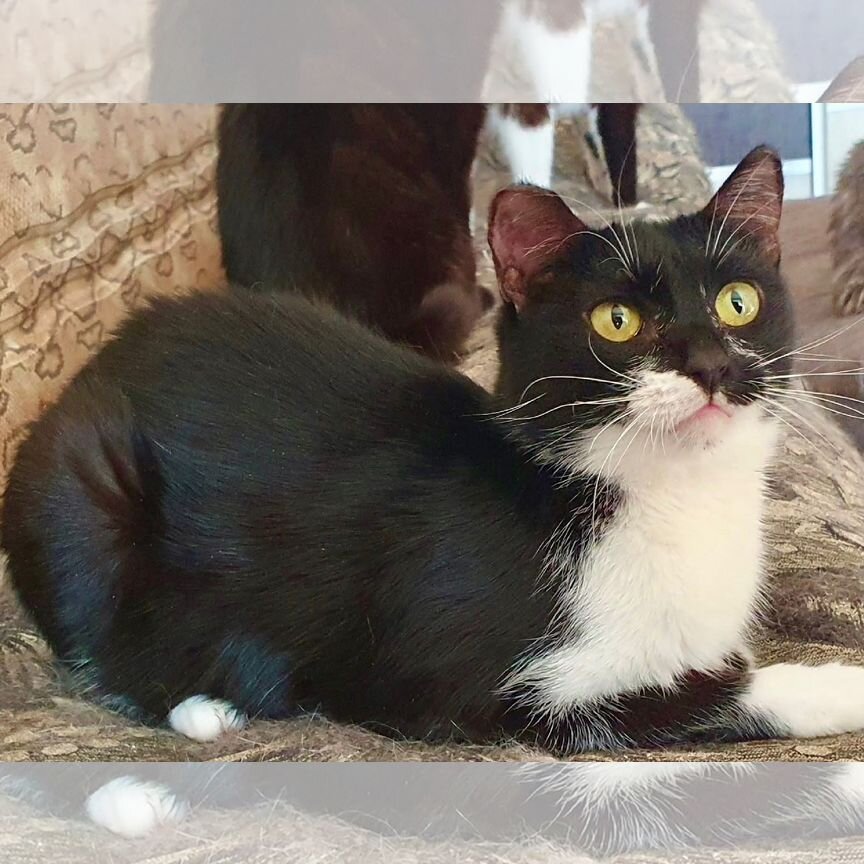 Взрослый кот в добрые руки