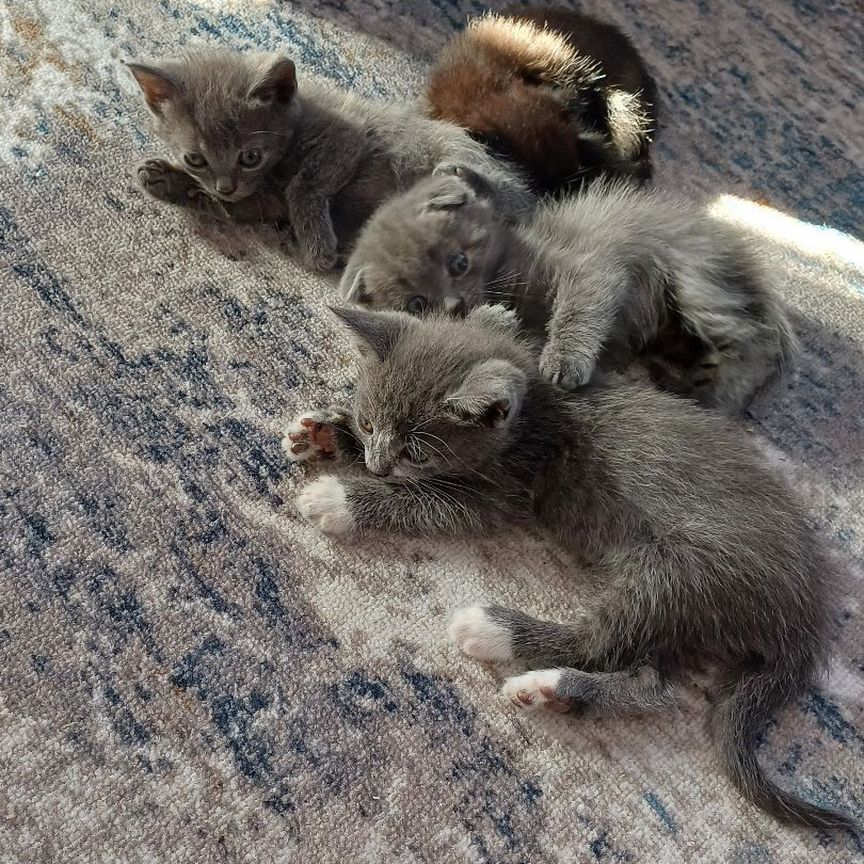 Отдам котят в добрые руки