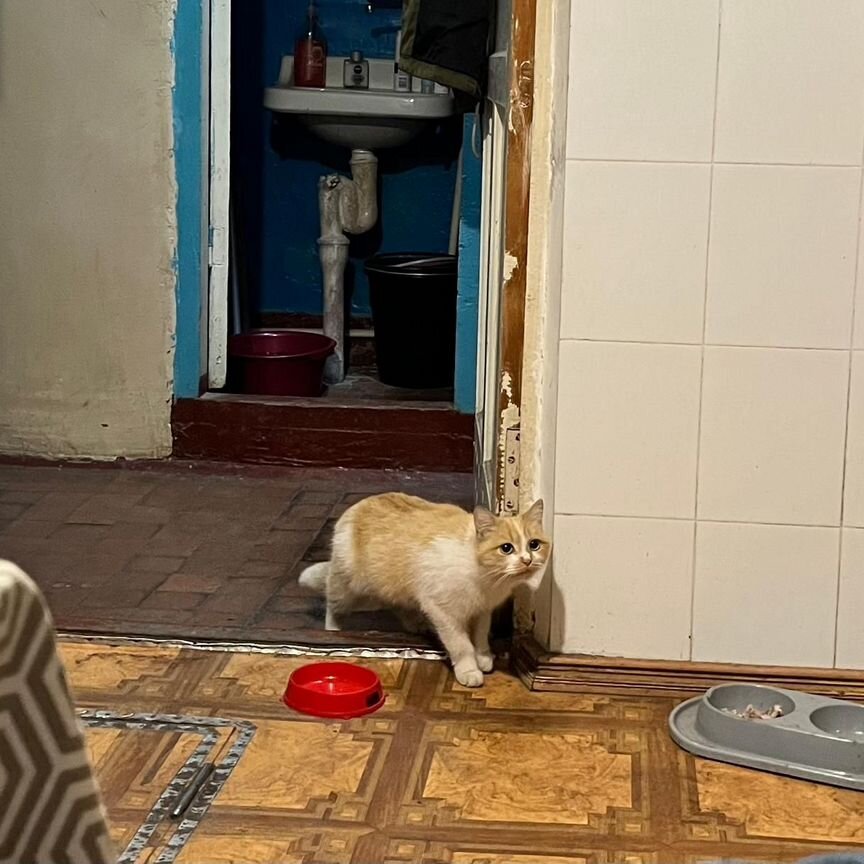 Рыжая кошка девочка молодая
