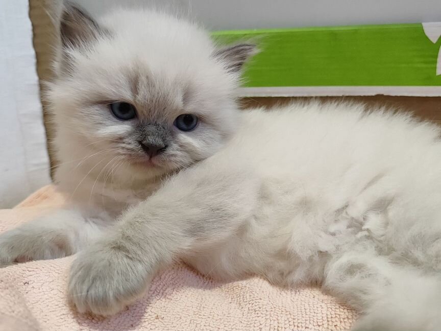 Невские маскарадные котята