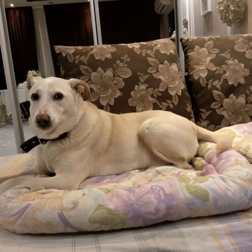 Взрослая собака в добрые руки