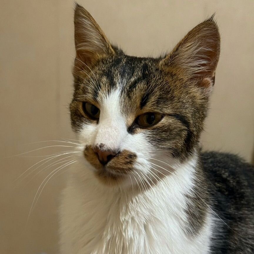 Взрослая кошка в добрые руки