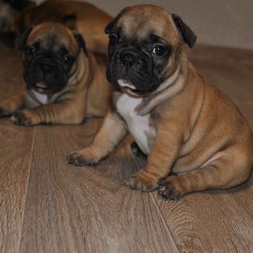 Французский бульдог, щенок