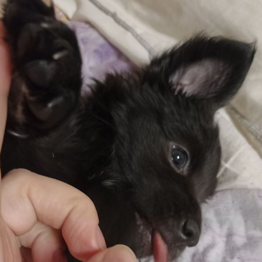 Щенок в добрые руки