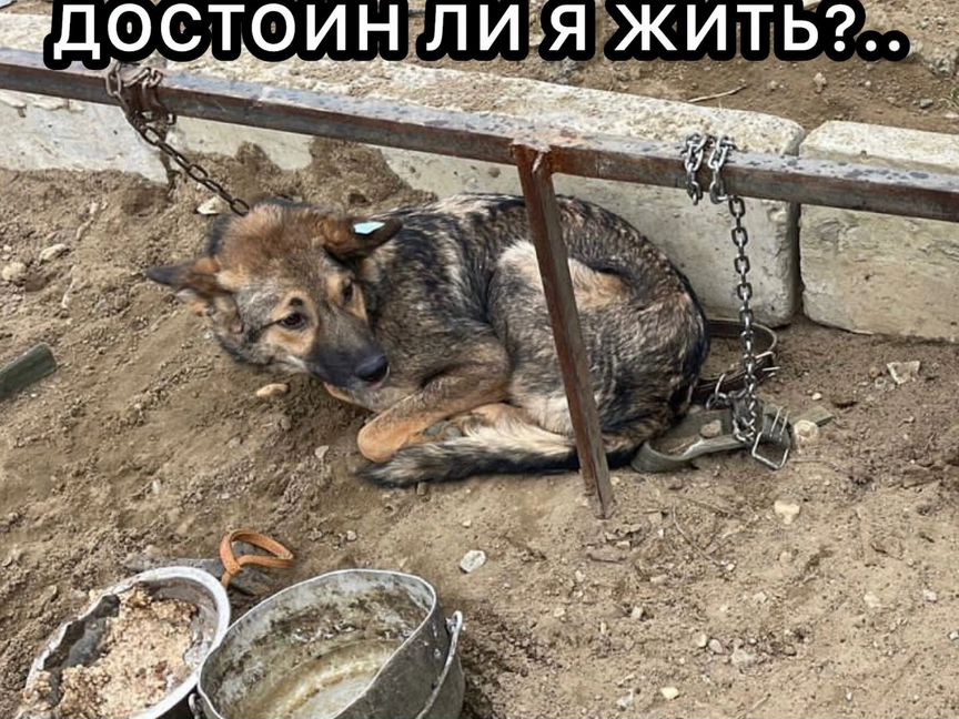 Собака в добрые руки из приюта