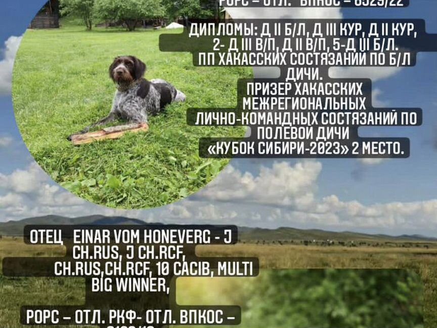 Щенки дратхаара
