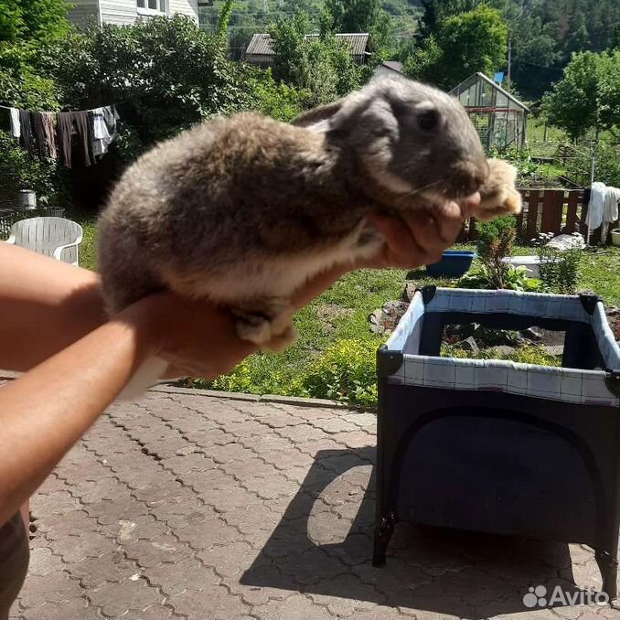 Кролики породы фландр