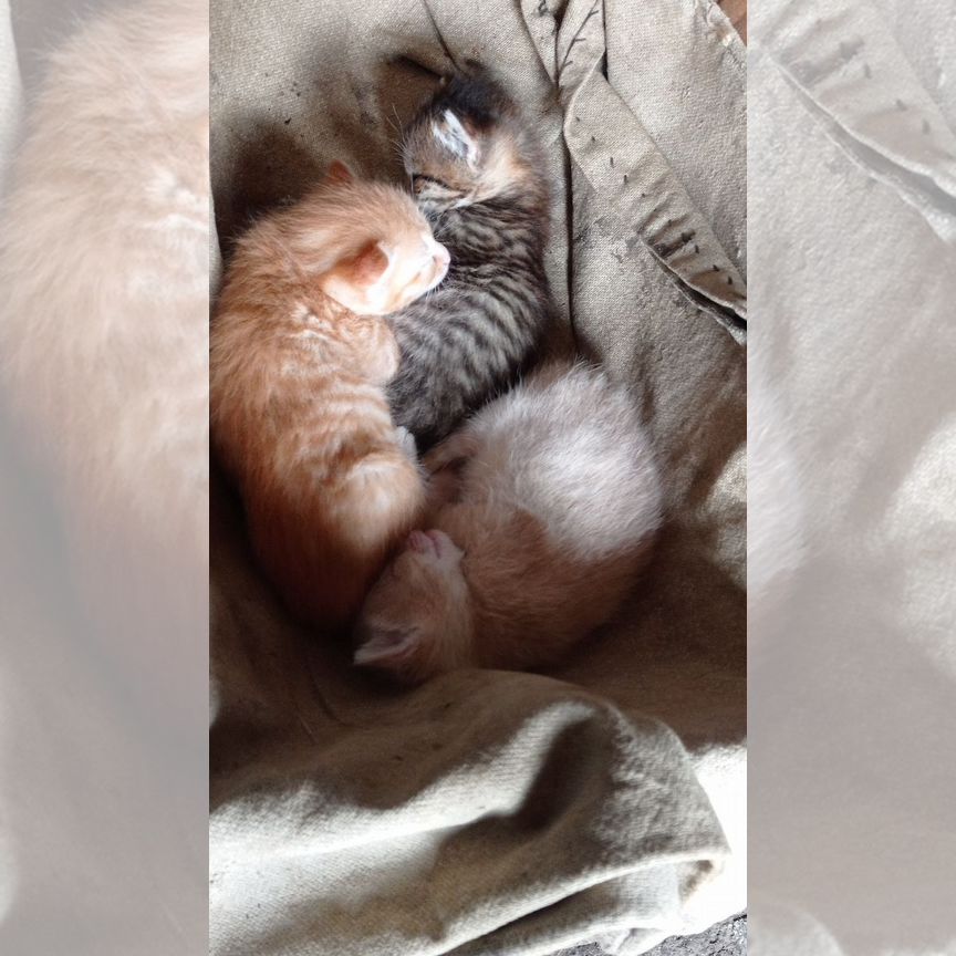 Котята 2 мальчика 1 девочка даро