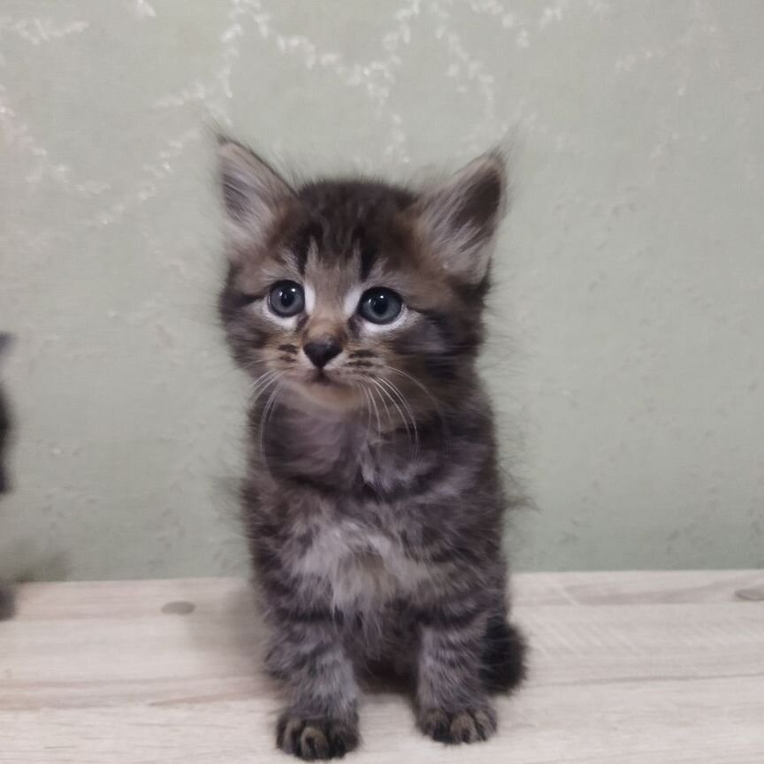 Котята