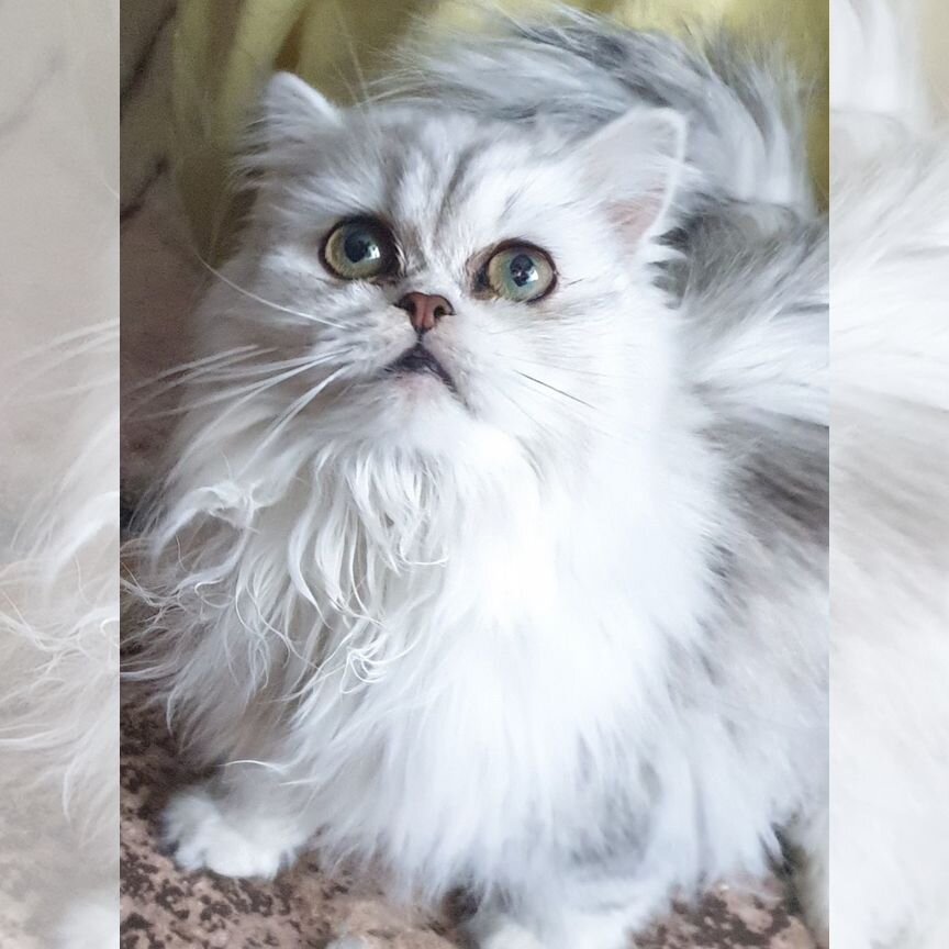 Кошечки 1 год серебристые шиншиллы