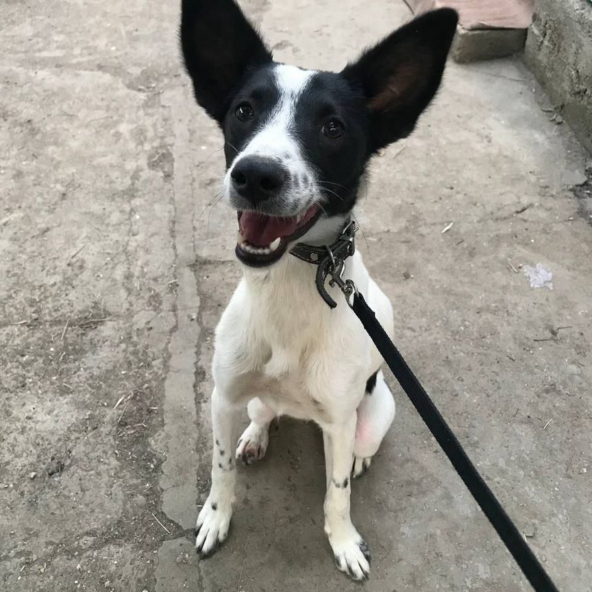 Ушастое чудо в дар