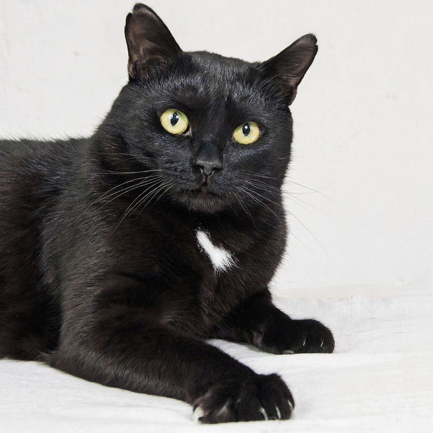 Взрослый кот в добрые руки