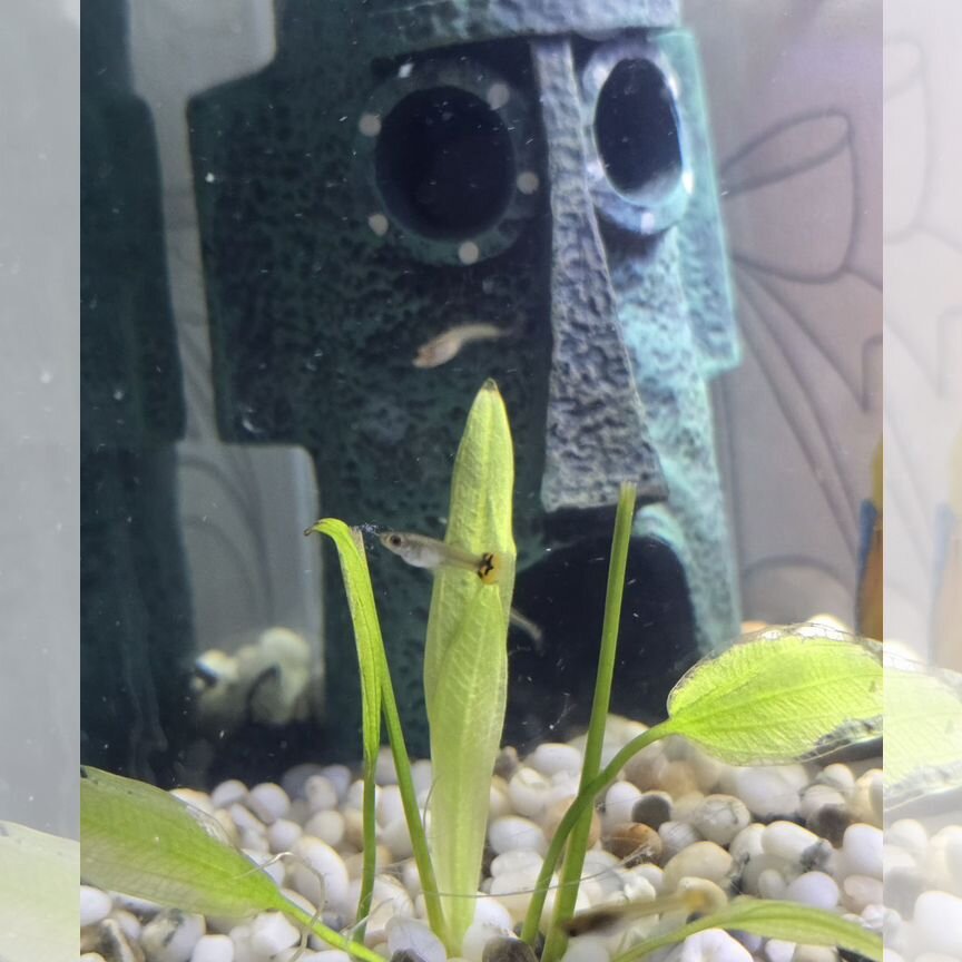 Рыбки гуппи