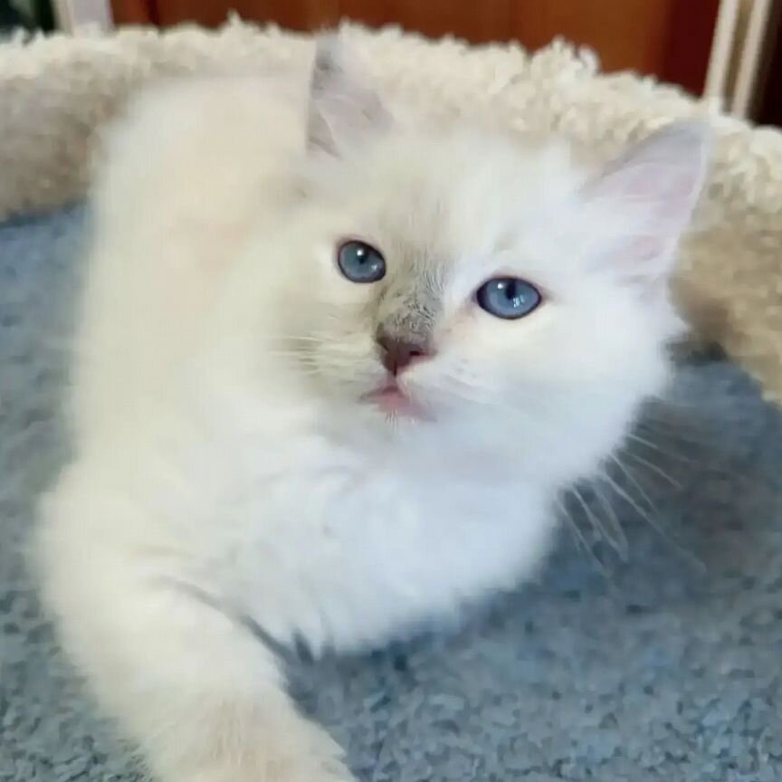 Рэгдолл котёнок