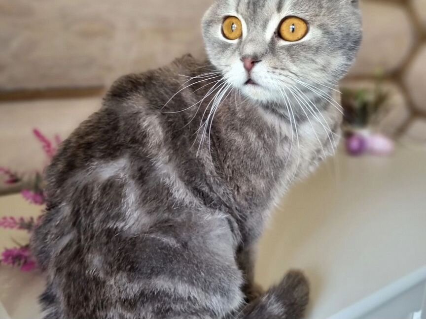 Шотландская вислоухая кошка