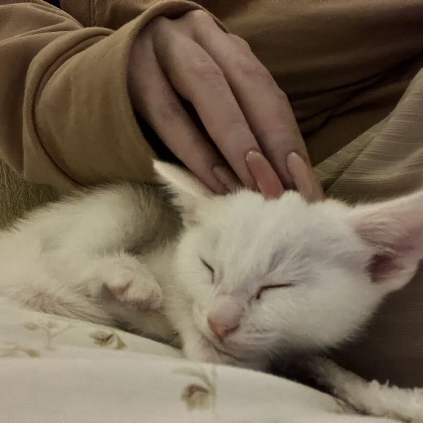 Котята турецкой ангоры