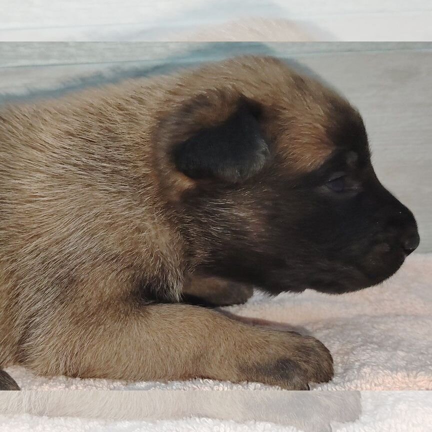 Щенки малинуа от Чемпиона