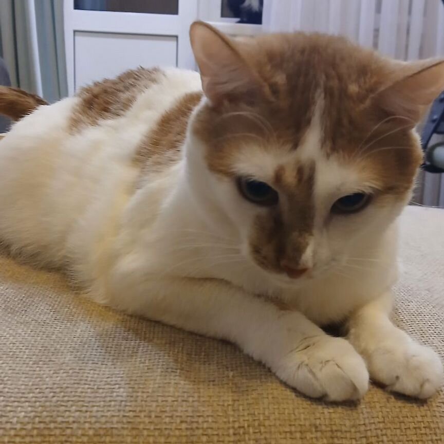 Взрослый кот в добрые руки