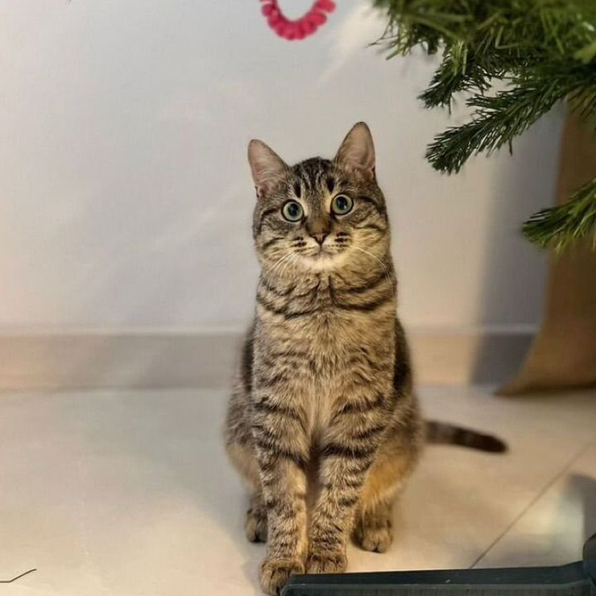 Кошечка в добрые руки