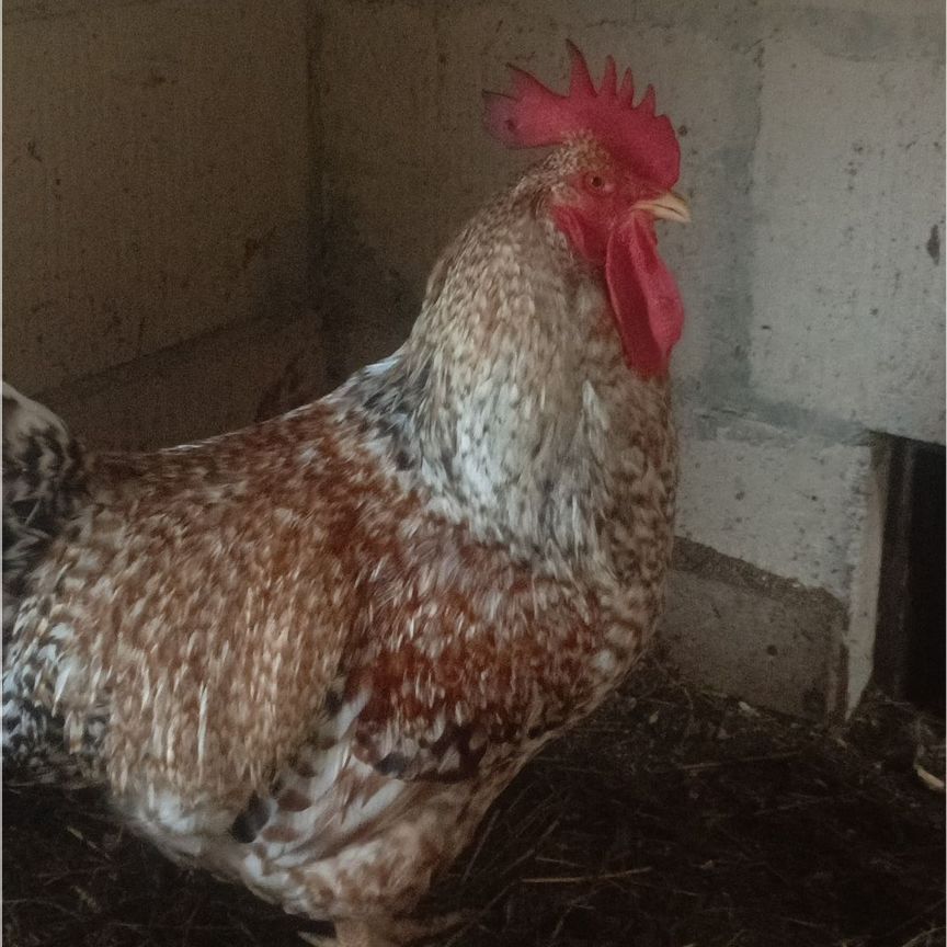 Петух белефельдер