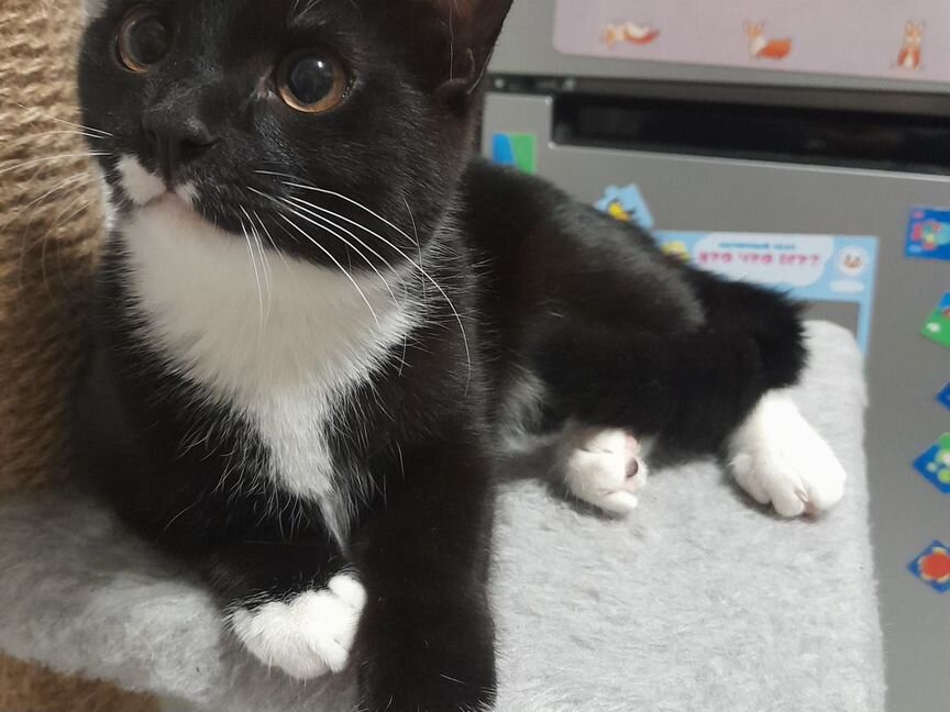 Котенок мальчик