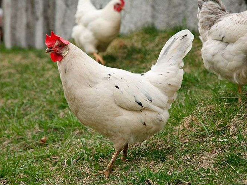 Несушка Коралл Ник (белая) кросс