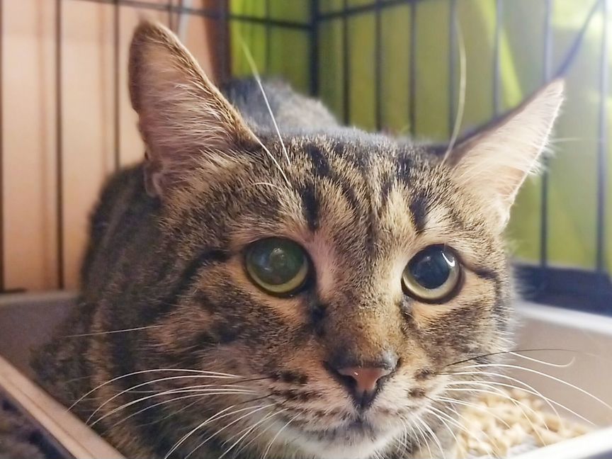 Кот с большим сердцем