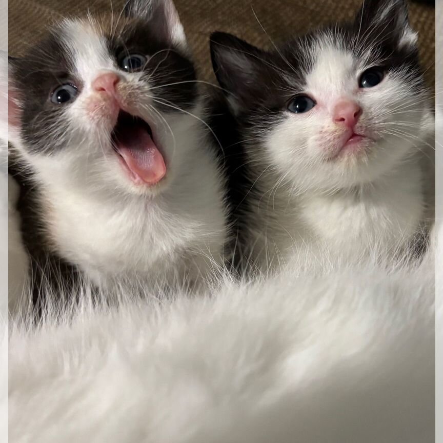 Милые коти
