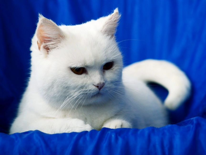 Кошка, 6 лет