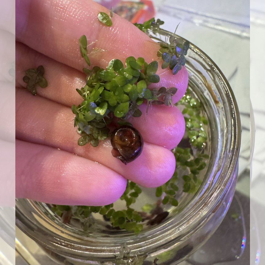 Улитки аквариумные