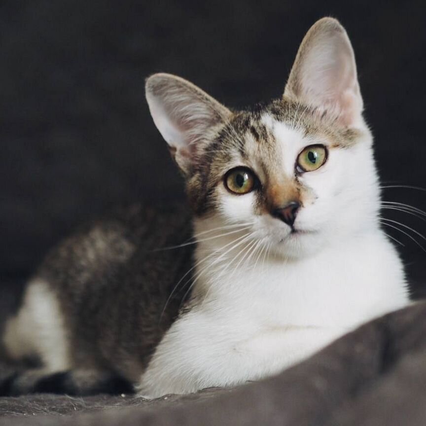Очаровательная котенка Мелисса