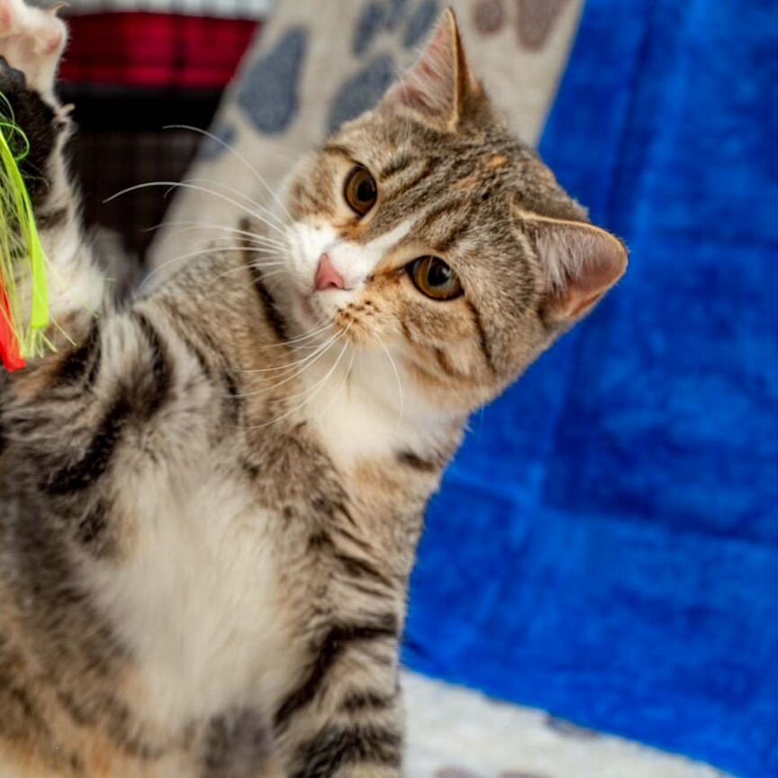 Кошка
