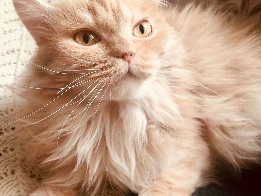Ласковый котейка ищет счастье