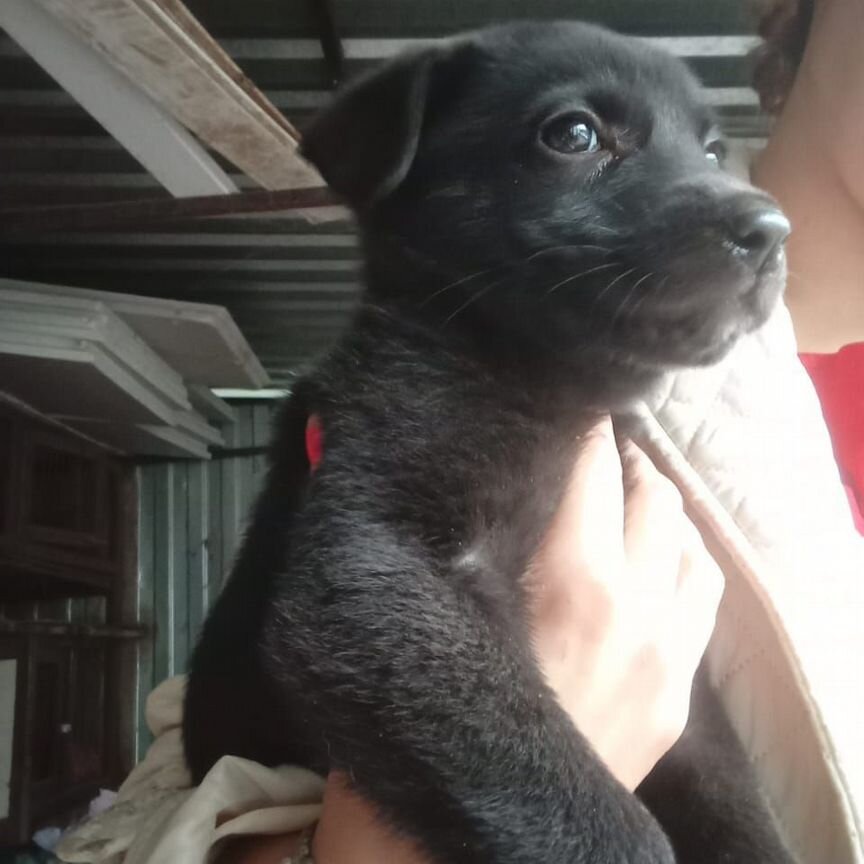 Щенок в добрые руки