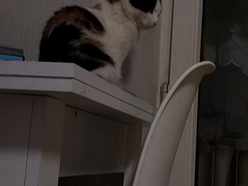 Кошка Плюшка ищет дом