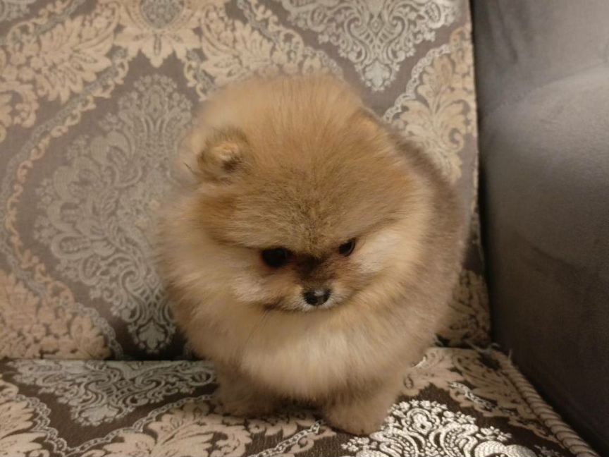 Мини девочка померашка