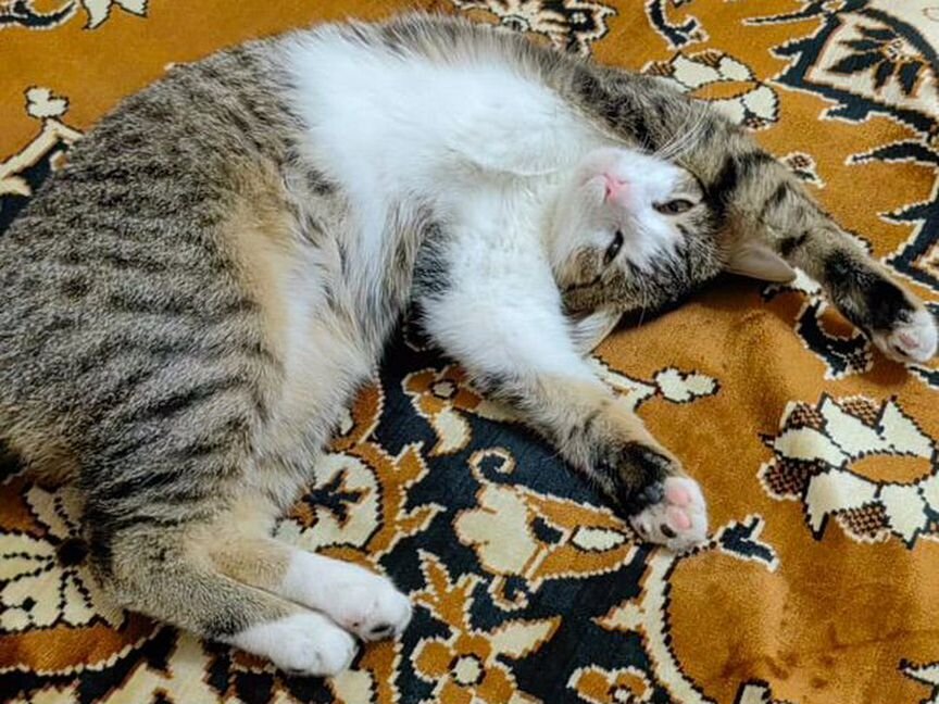 Кошка в дар бесплатно