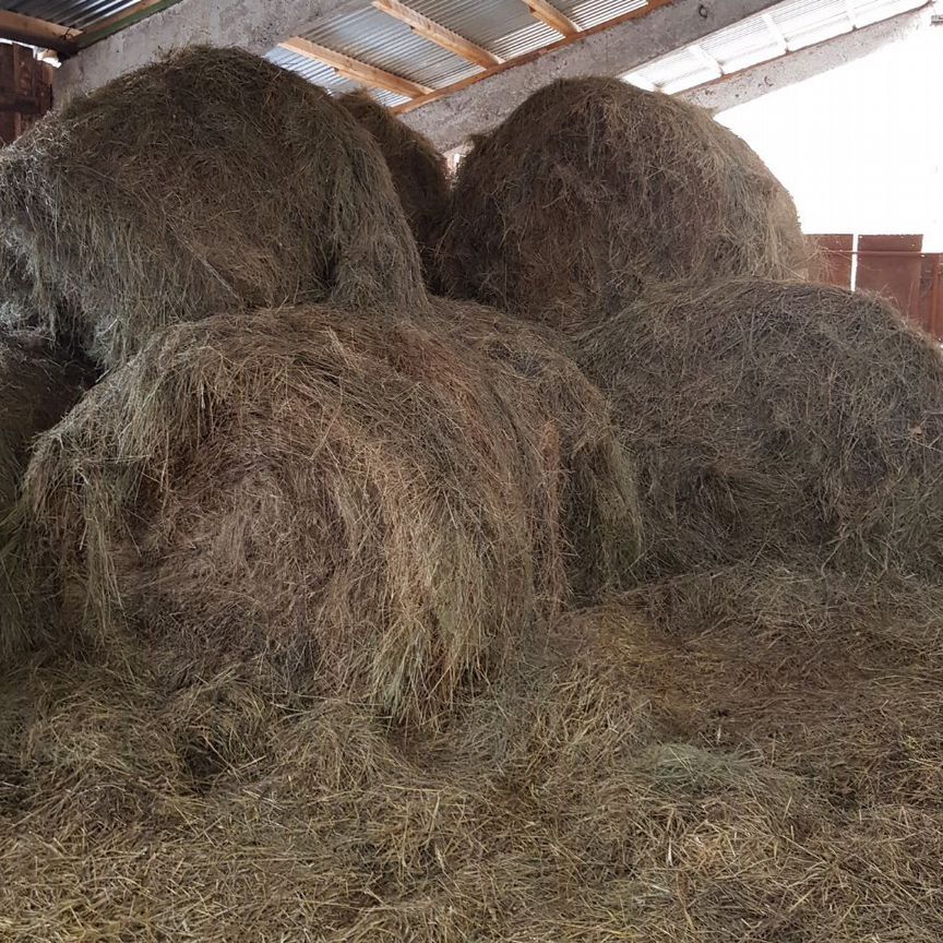 Сено в рулонах