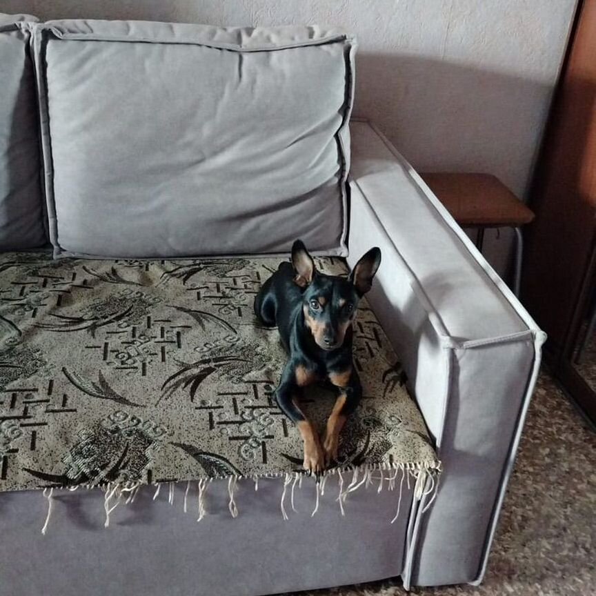 Собака в добрые руки