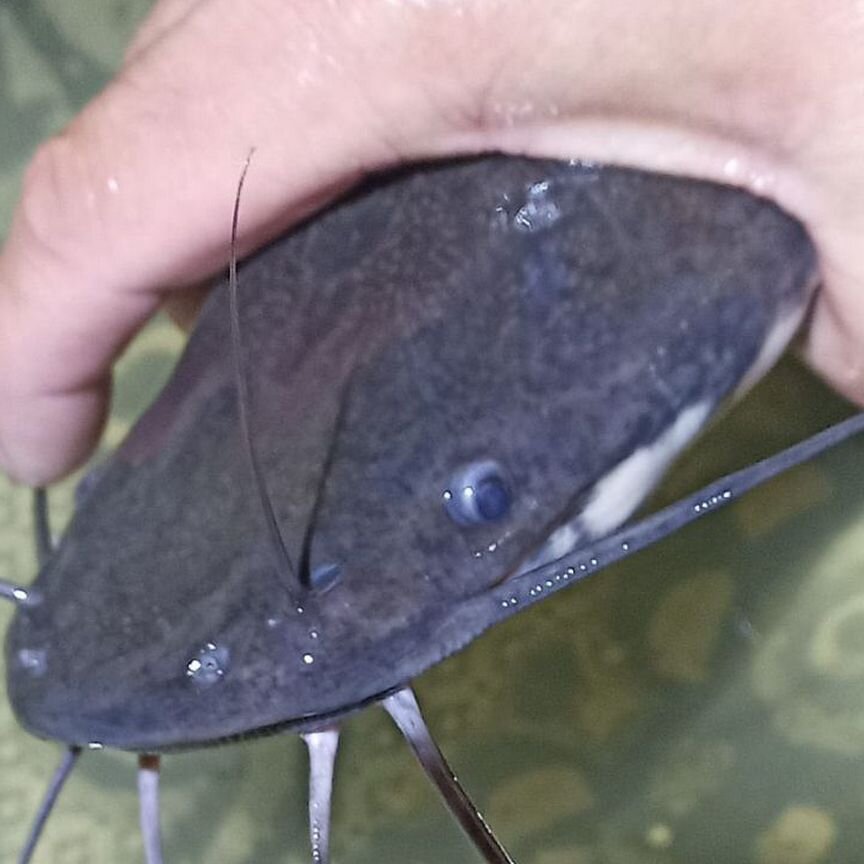 Аквариум с сомом