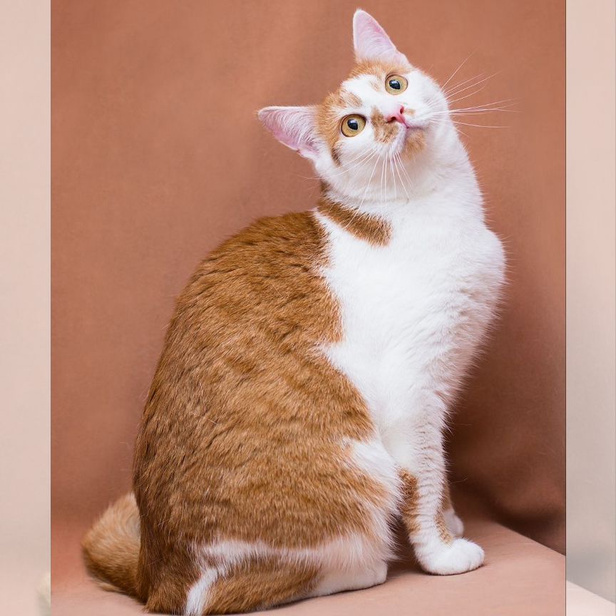 Взрослая, кошка в добрые руки