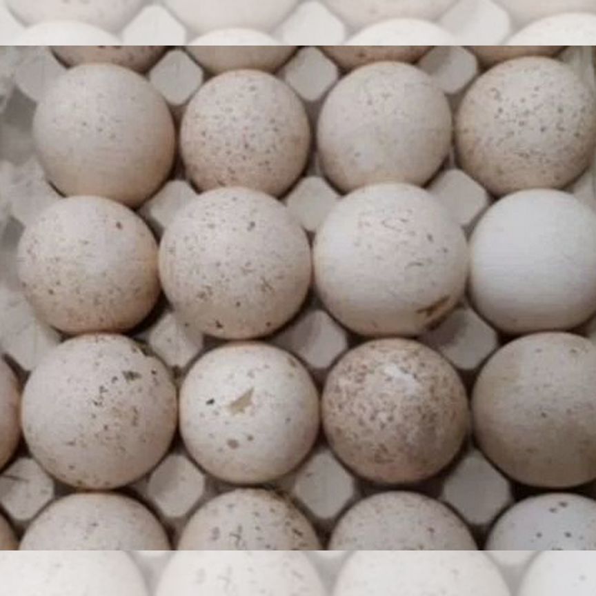 Инкубационное яйцо индейки хайбрид конвектор