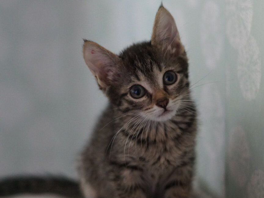 Отдам котенка девочку
