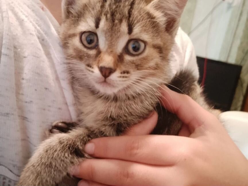 Кошка
